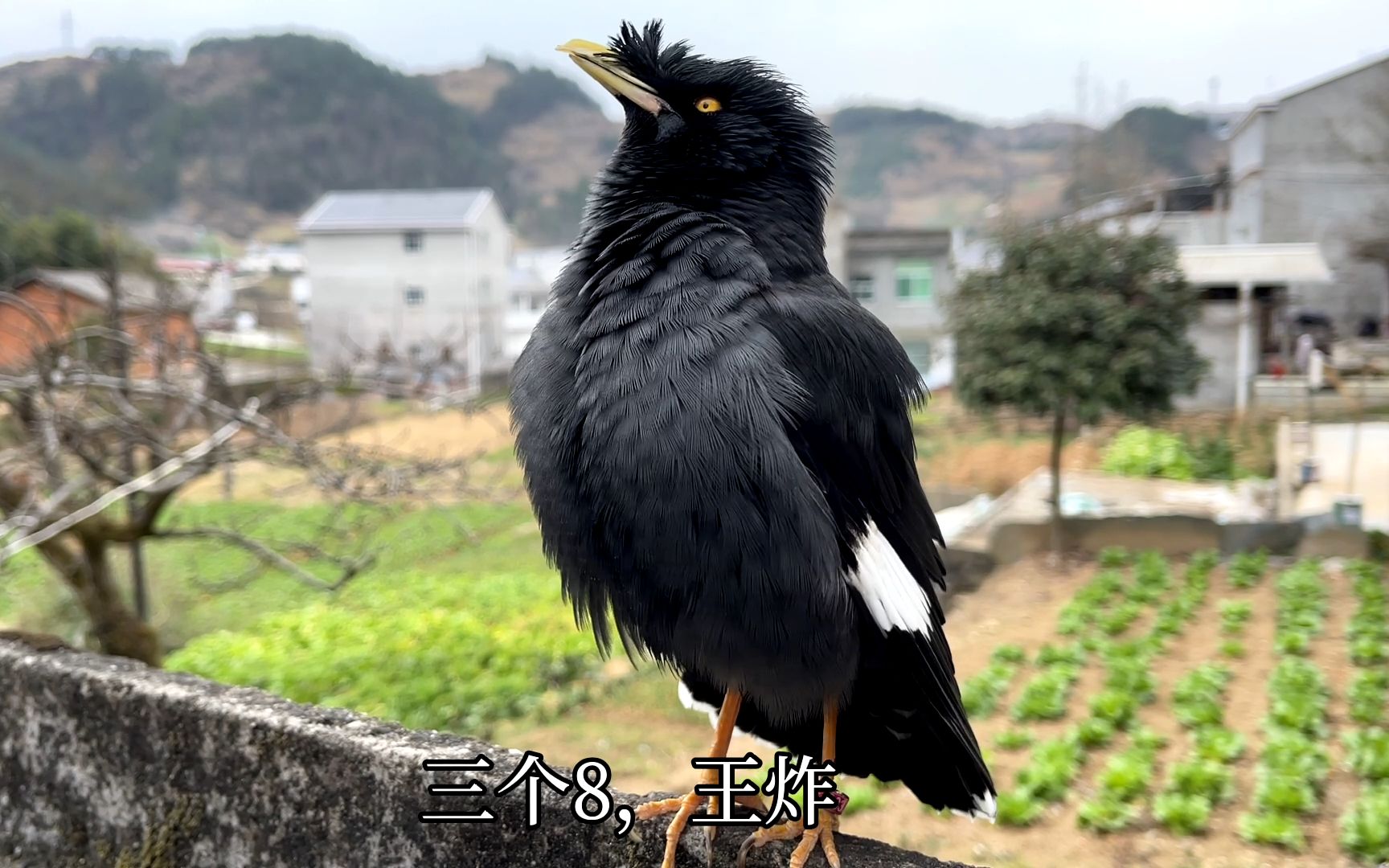 The mynah bird learns to talk and chats with people in standard ...