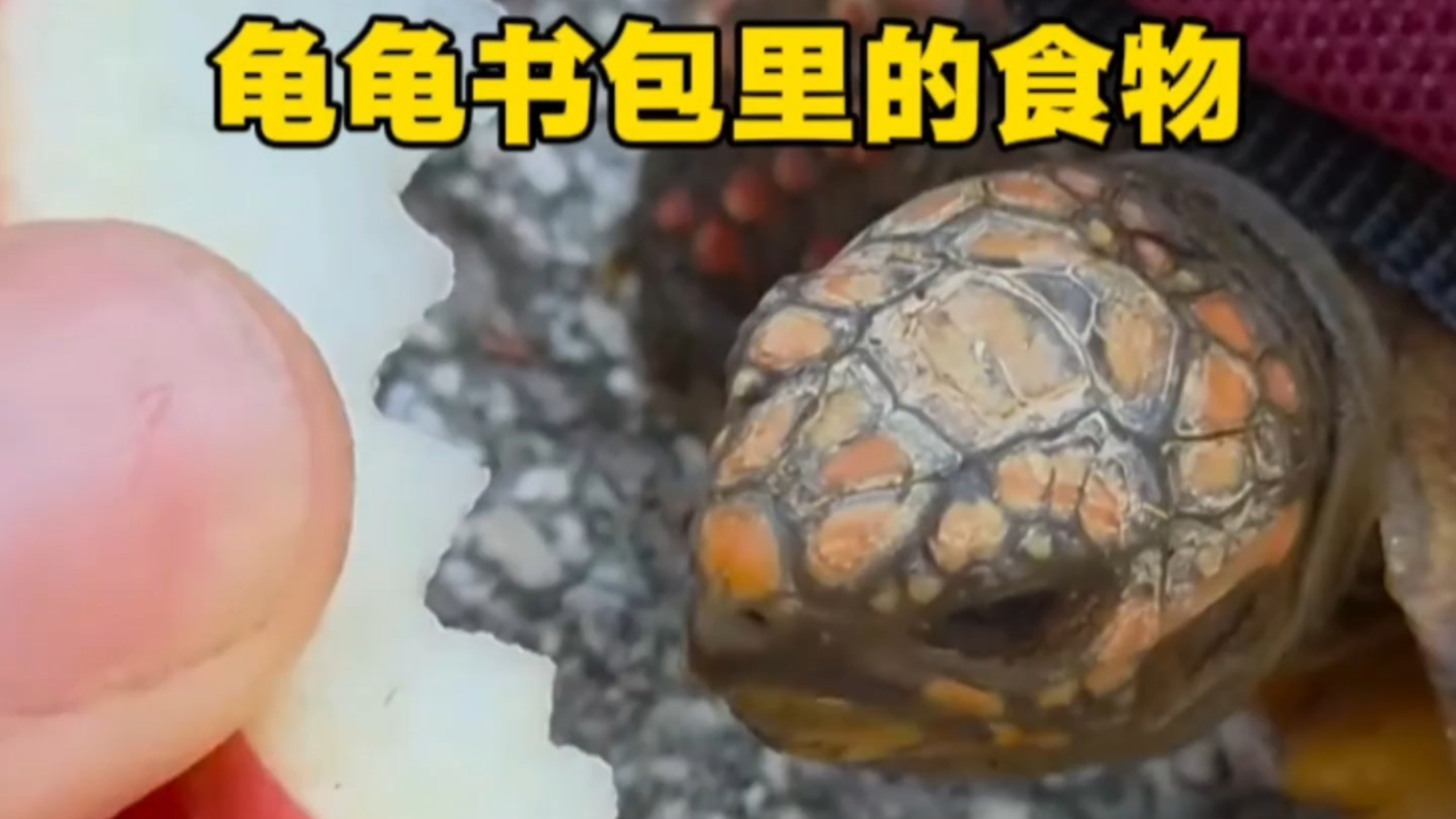 Turtle, food in the schoolbag - BiliBili