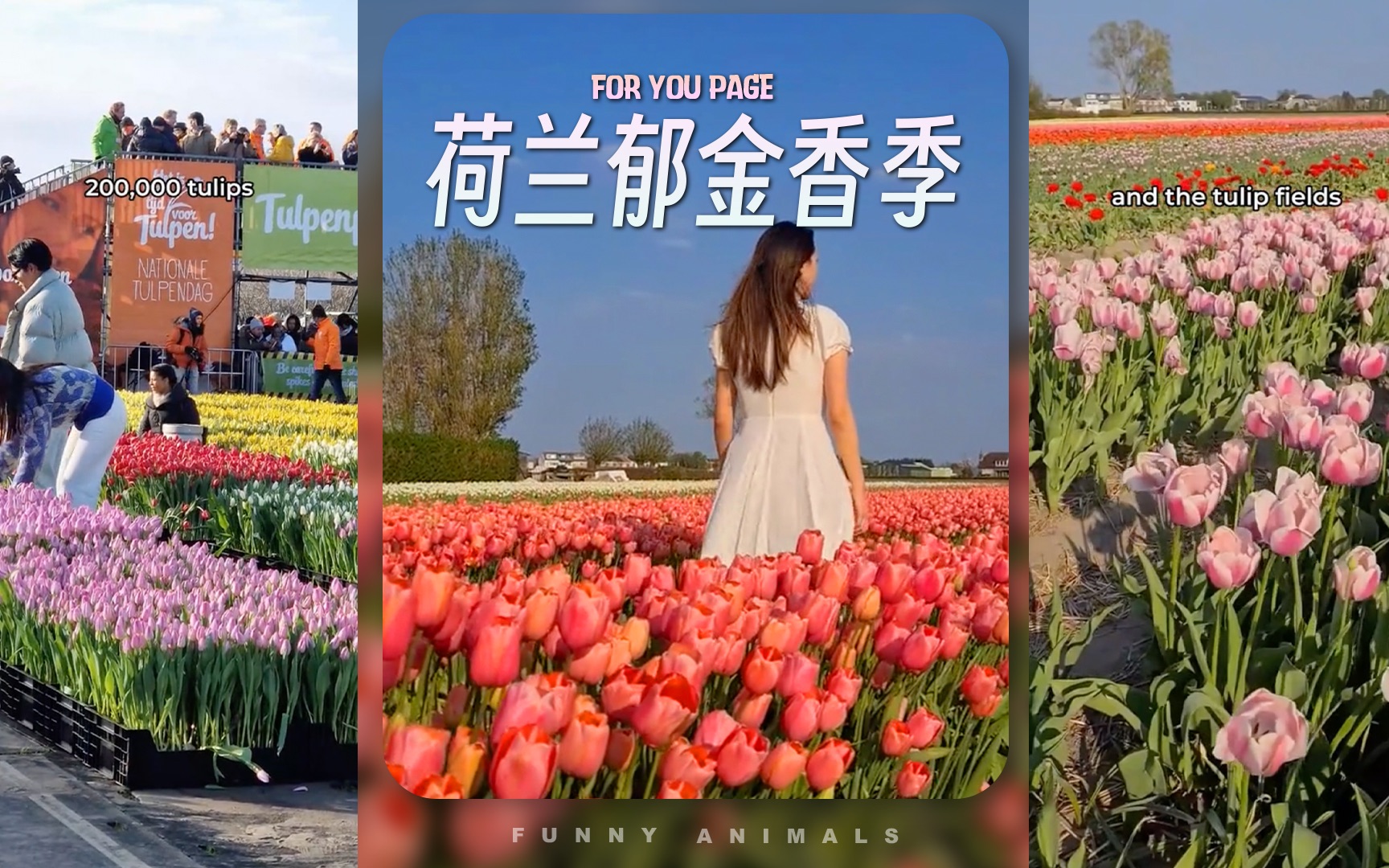 April saat tulip mekar, buruan ke Belanda untuk menikmati bunga‼️ ...