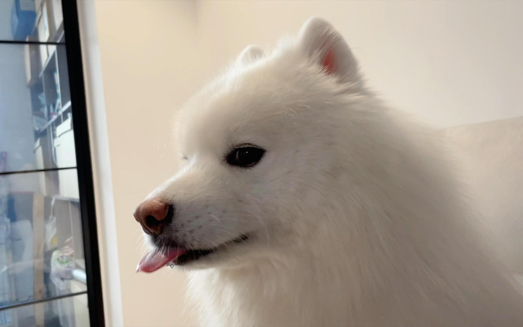 Is this how your pig sounds? - BiliBili