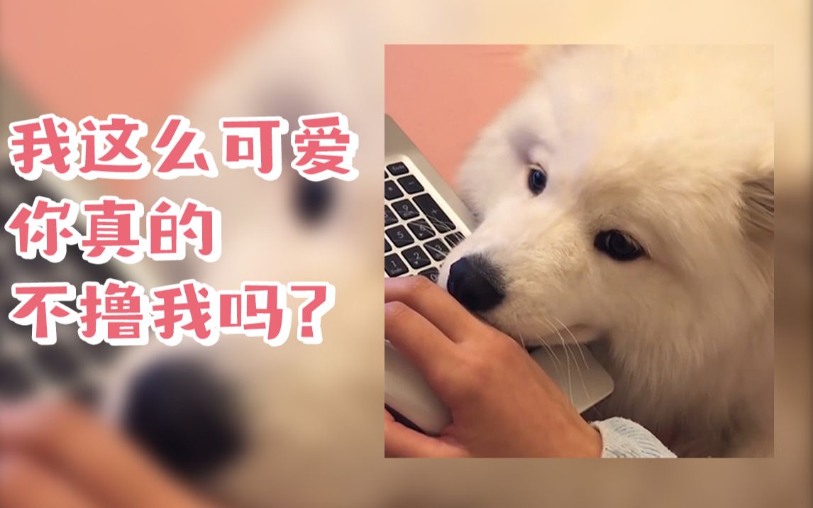 This soft, cuddly Samoyed is begging its owner for pets—how could ...