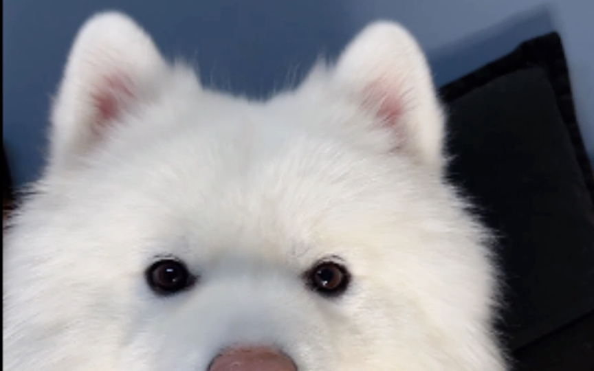 I just love its ears so much! - BiliBili