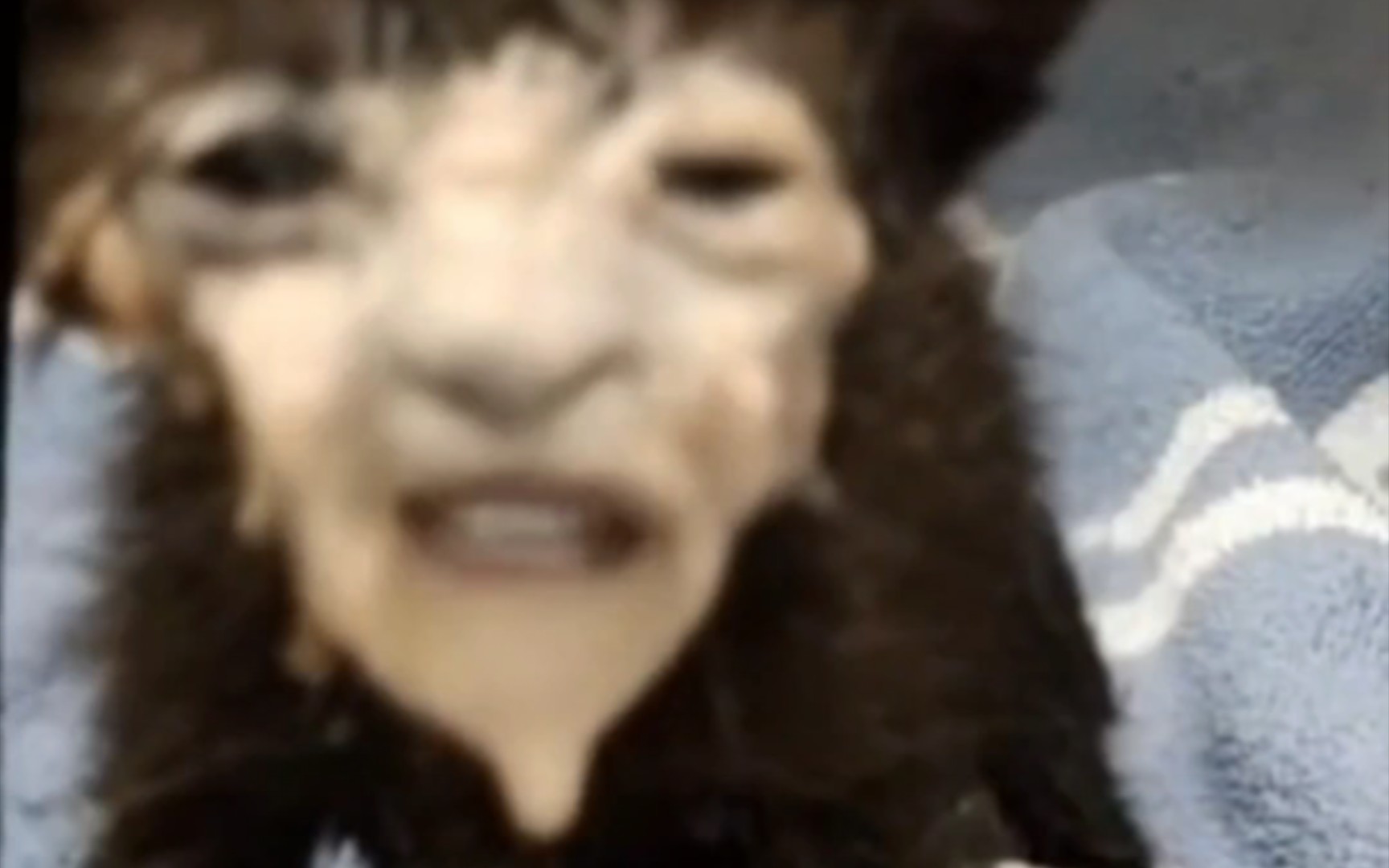 Newborn Fluffy Cat - BiliBili