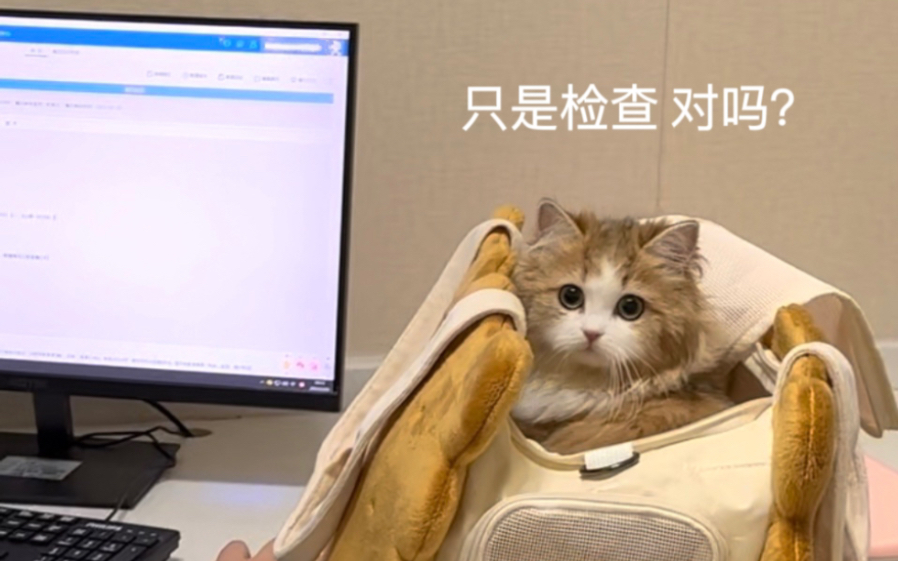 Melihat seekor kucing kecil yang lucu di rumah sakit - Bstation