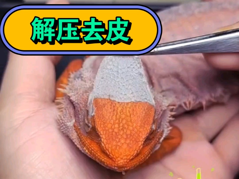 Peeling this is just way too satisfying! - BiliBili