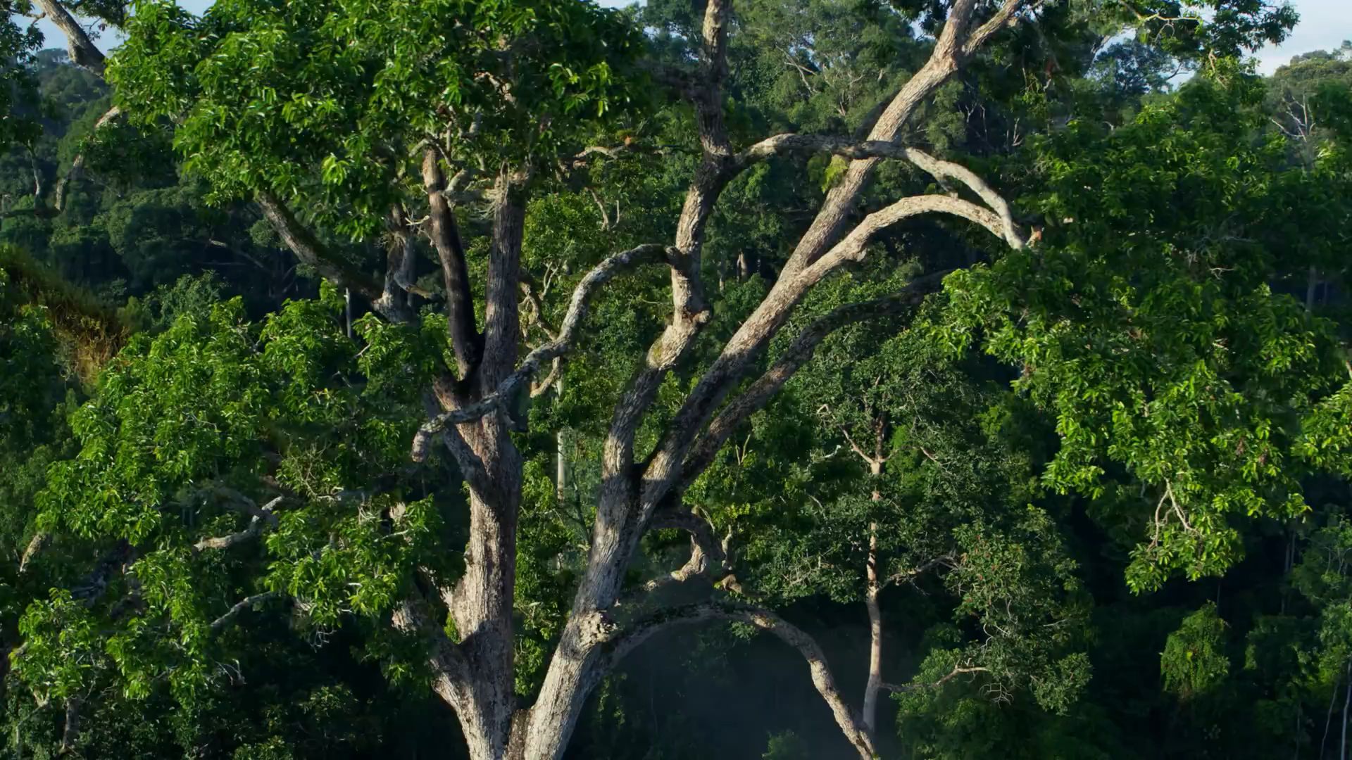 Borneo_s Hidden Rainforest Secrets Incredible Wildlife Untouched Nature ...