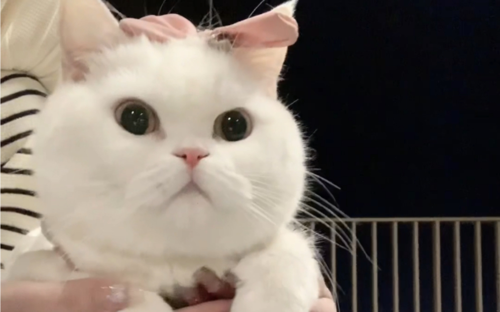 Is this a toy cat? - BiliBili