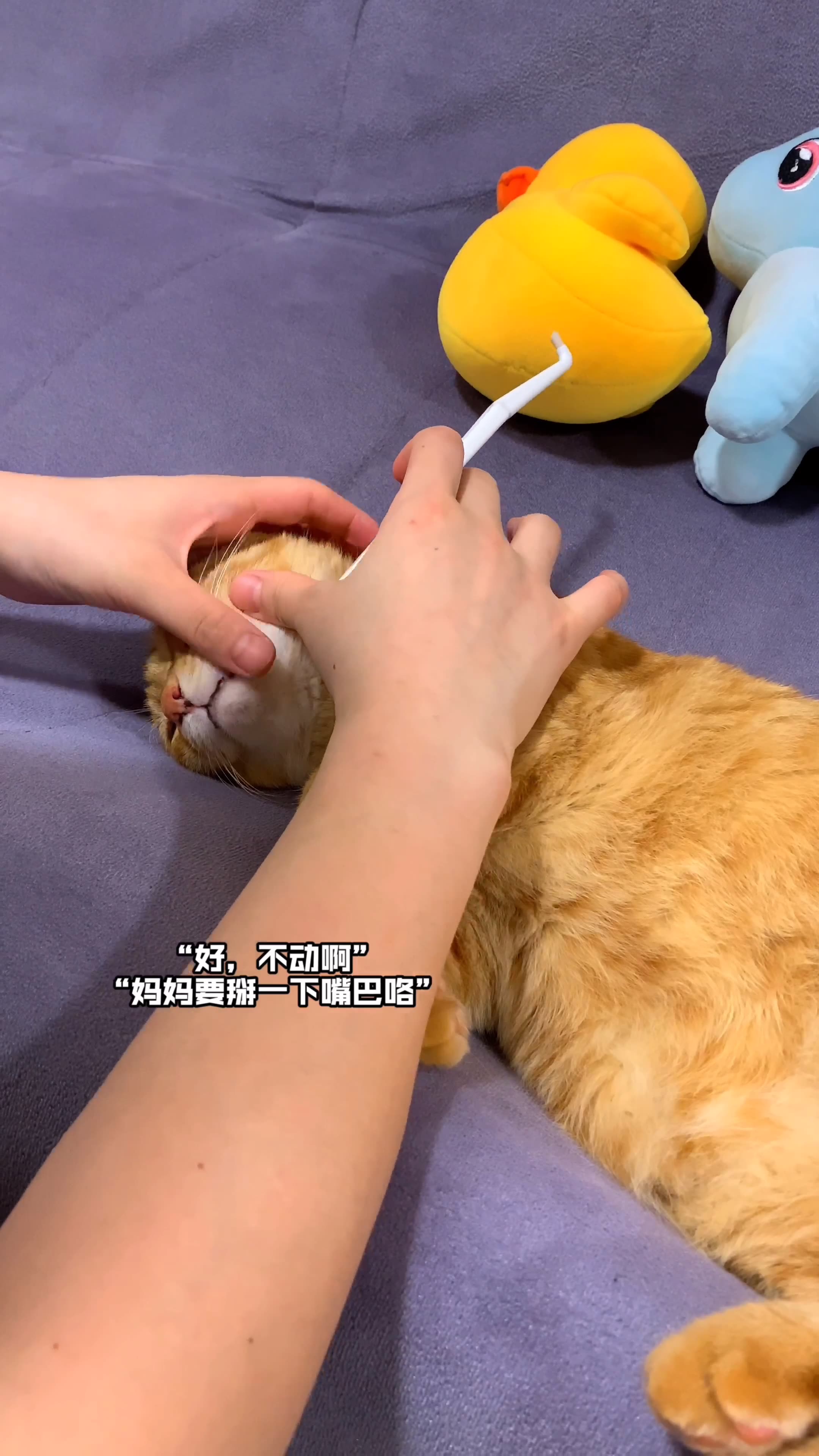 Ever seen a kitty this well-behaved while brushing its teeth? - BiliBili