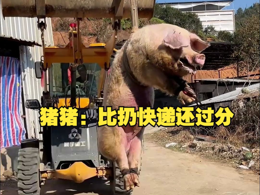 Zhu Zhu: Way worse than tossing a delivery package - BiliBili