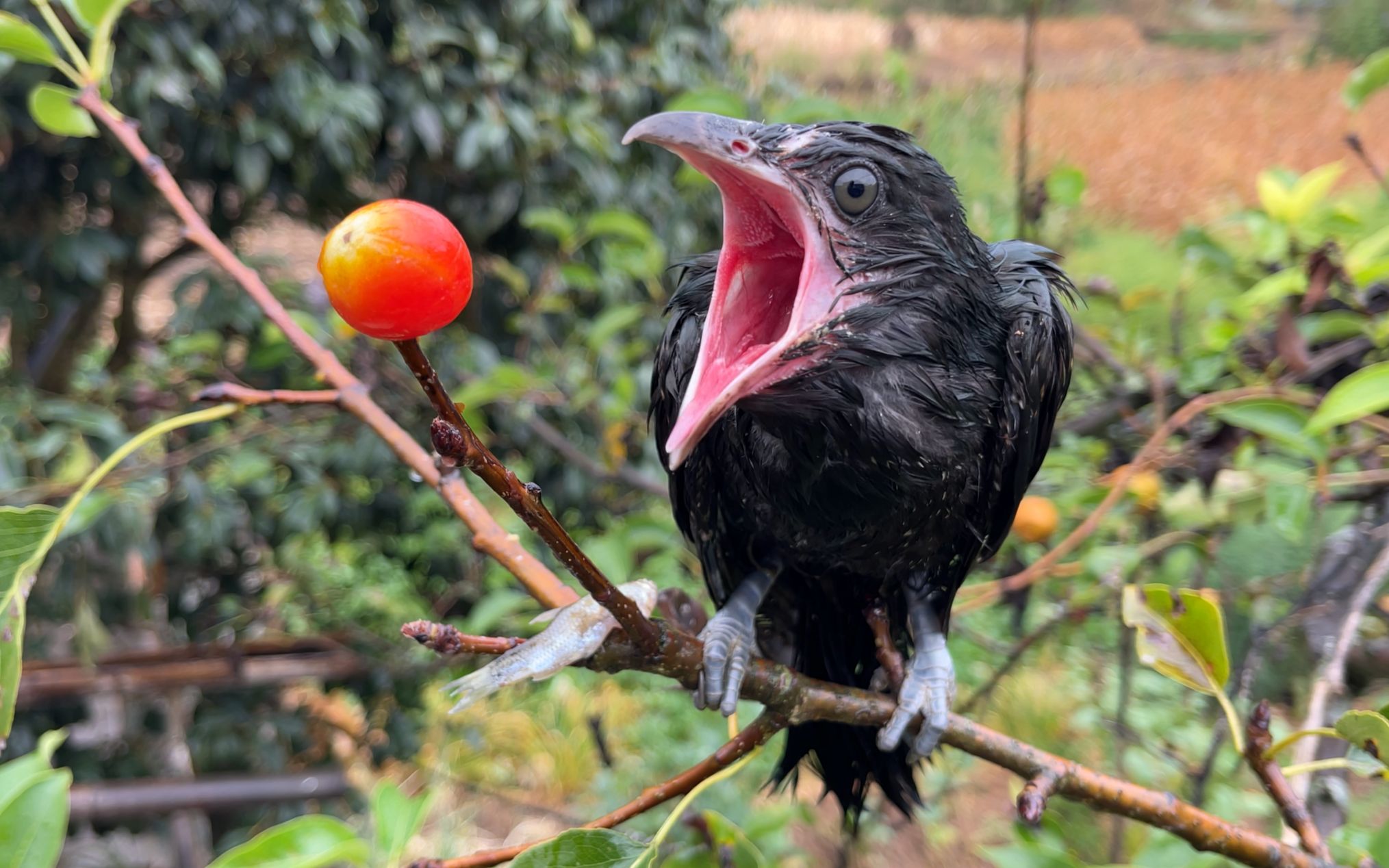 The cuckoo never dreamed that fish would grow on trees - BiliBili