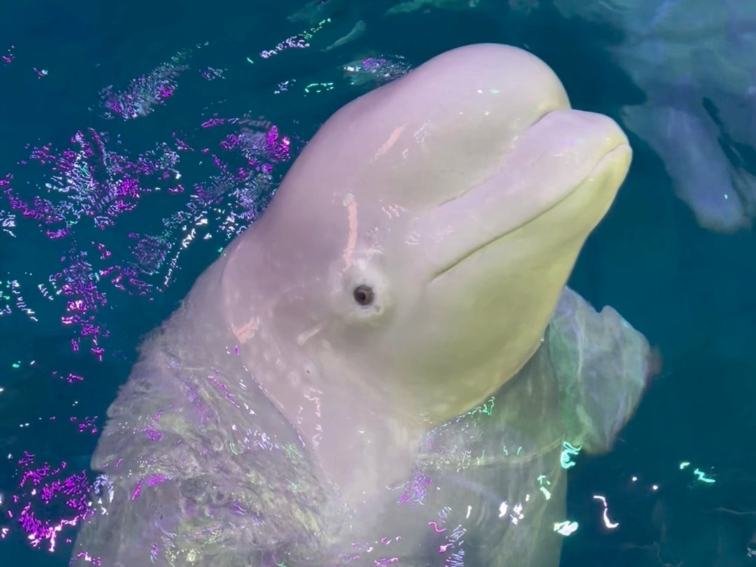 Xiao Hei’s Birthday! - BiliBili