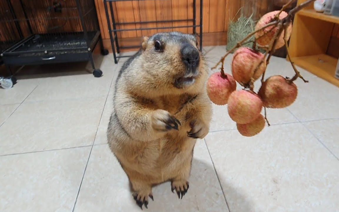 Groundhog Eats Lychee - BiliBili