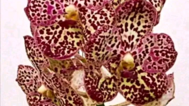 vanda flowering - Bilibili