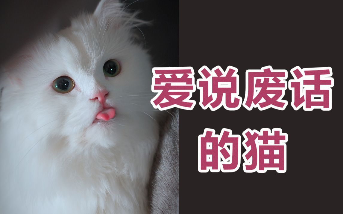 “Some love is hidden in all the small talk.” - BiliBili