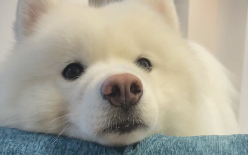 A New Dog Has Sprouted on the Sofa Again! - BiliBili