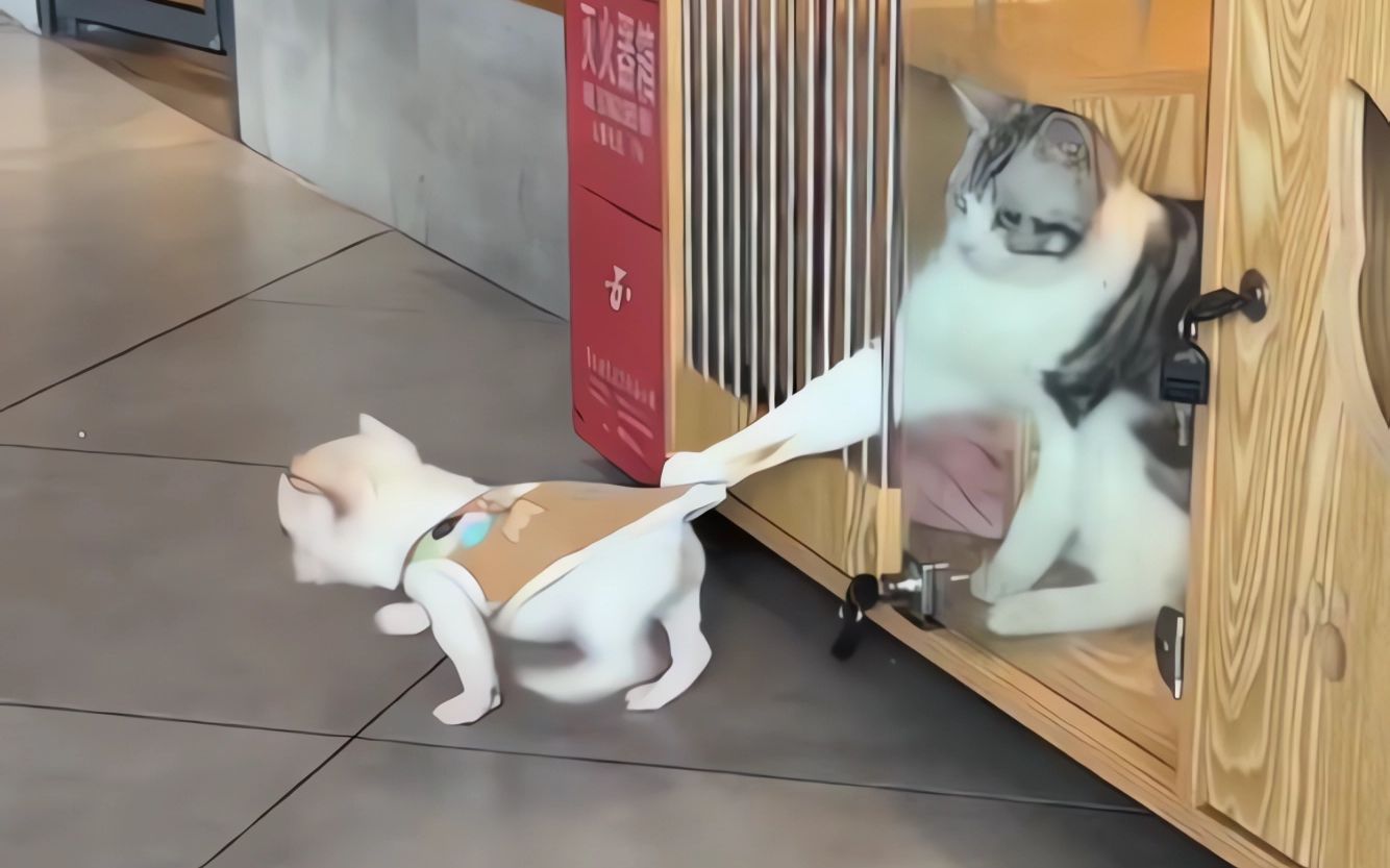 If you’re a dog, how could you not hate cats! - BiliBili