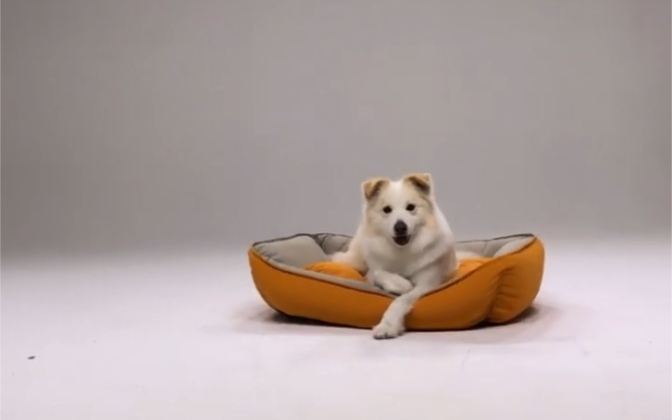 Own brand, own endorsement: Chen Bella’s doghouse! - BiliBili