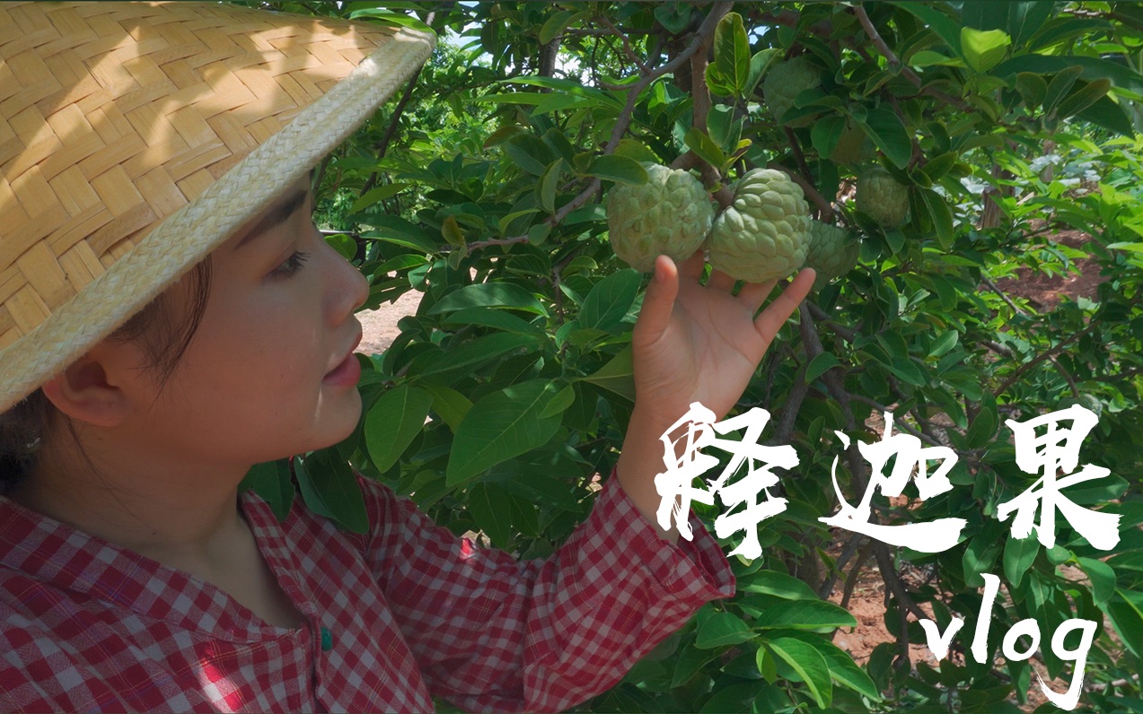 [Dianxi Vlog] Mid-Autumn Festival Vlog — Heading to Pick Custard Apples ...