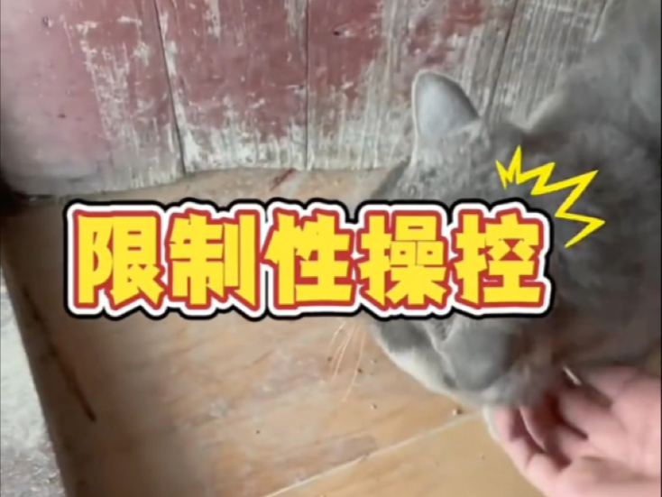Don’t touch a cat’s chin if you’re not familiar with it～ - BiliBili