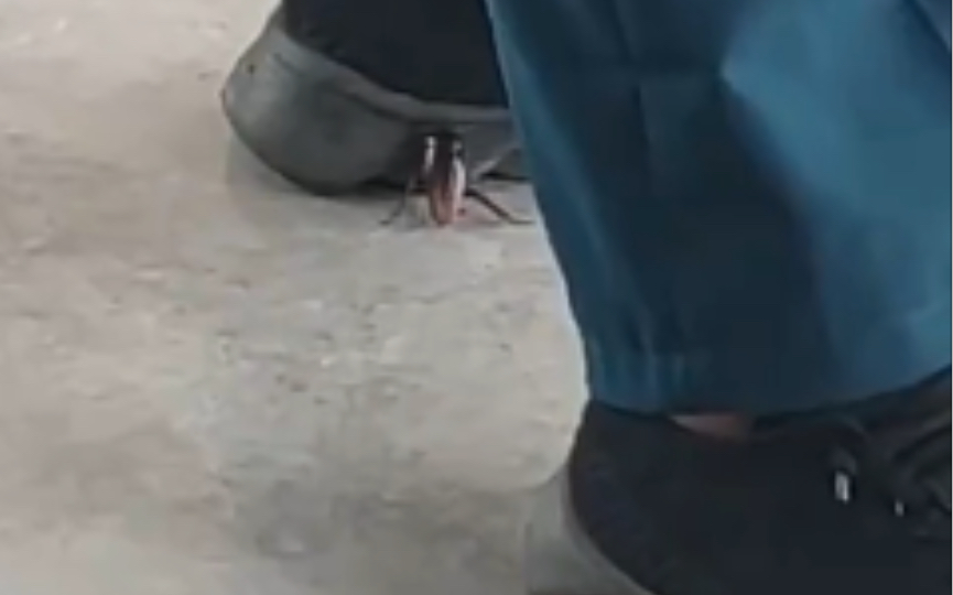 แมลงสาบ: กลับบ้านแล้วว! - BiliBili