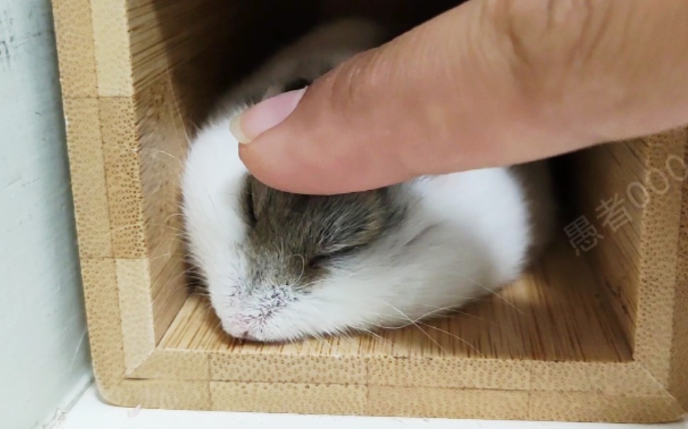 I almost got bitten after I reached out to touch its head while it was ...