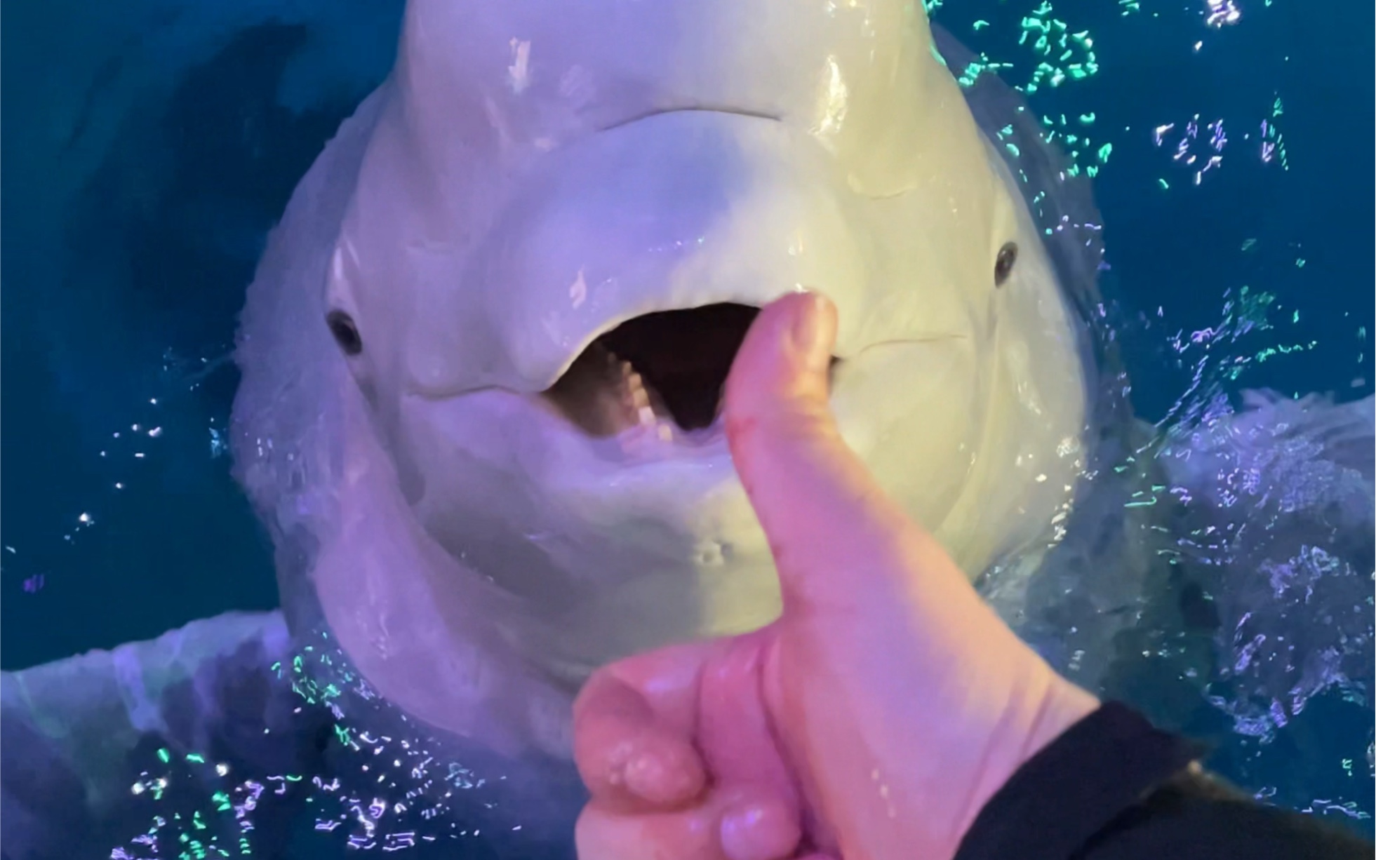 Xiao Hei and I wish you a Happy New Year and a joyful family reunion! 😊 ...