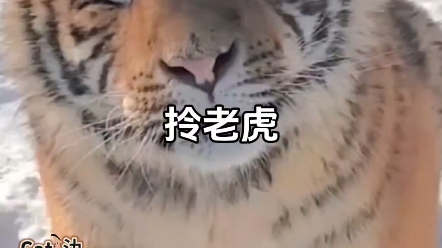 When you encounter a big cat in the wild, grabbing it by the scruff of ...