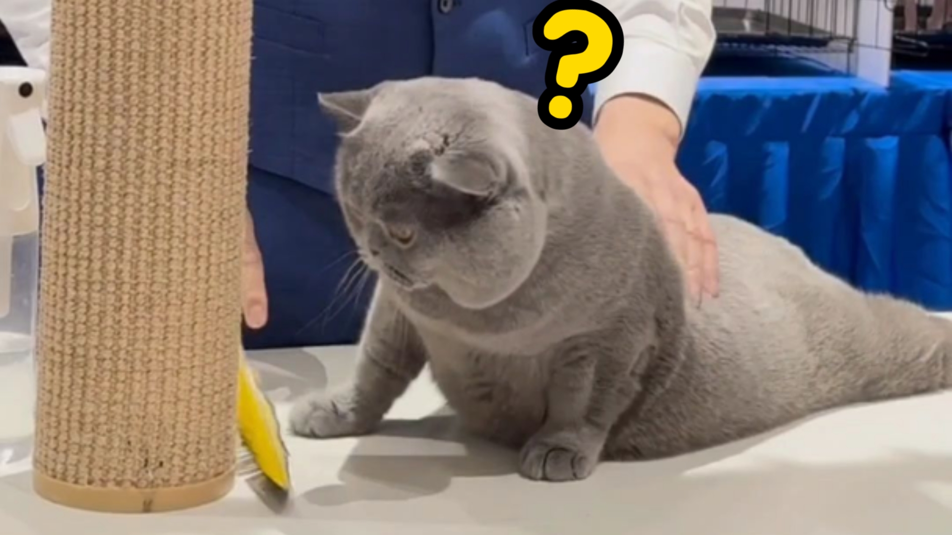 Blue Cat: I messed up, but I still remember—I’m the champion! - BiliBili