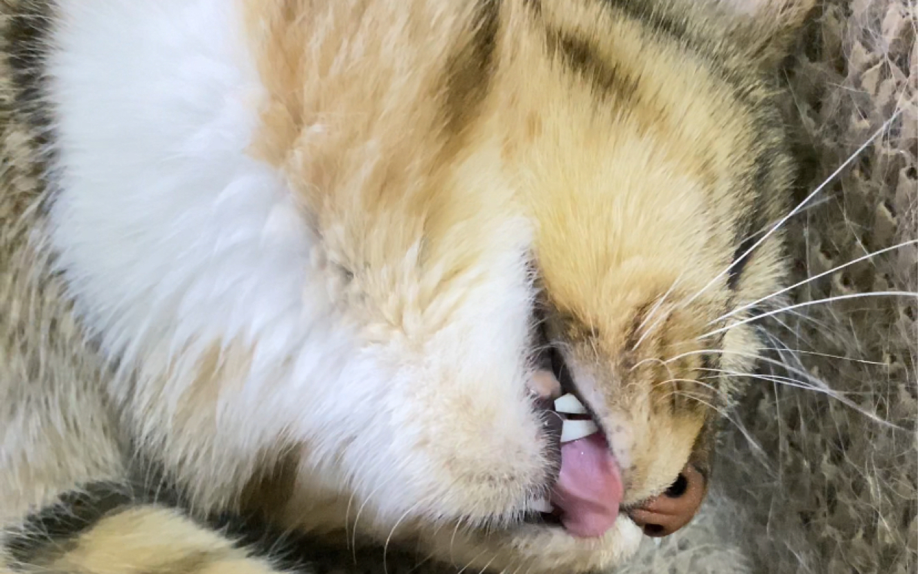 Holy crap, it shut down in a second! Such a loser kitty! - BiliBili