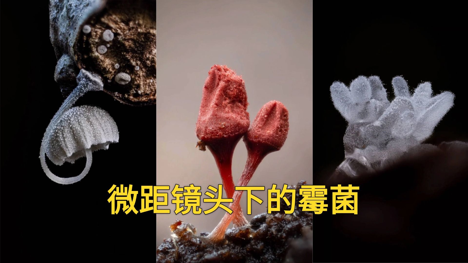 Wild Mold Under a Macro Lens: Tiny Artworks Hidden Right Around You ...