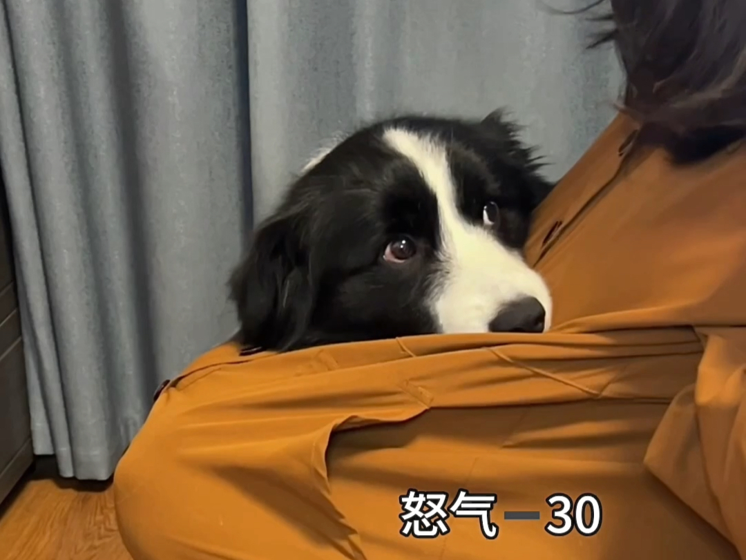 Border Collies have a universal move: When they mess up, they burrow ...