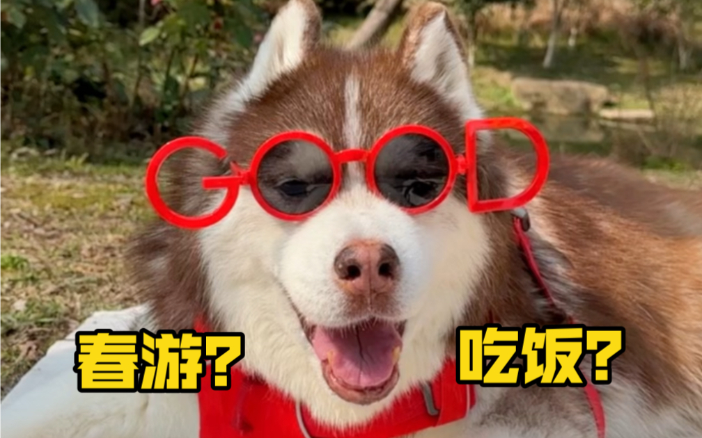 A social-anxiety introvert takes their extroverted dog on a spring ...