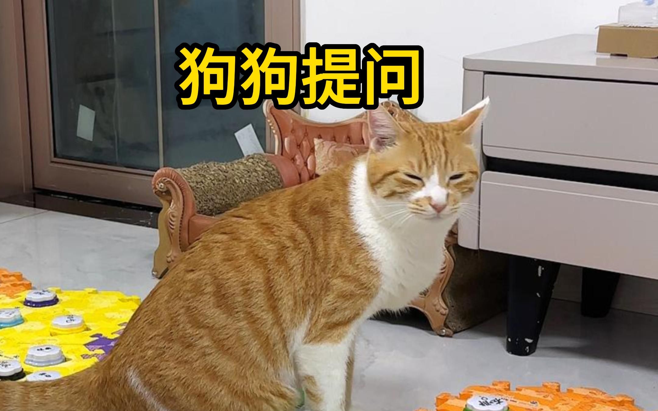 So cats can actually sleep right through things too? Haha! - BiliBili