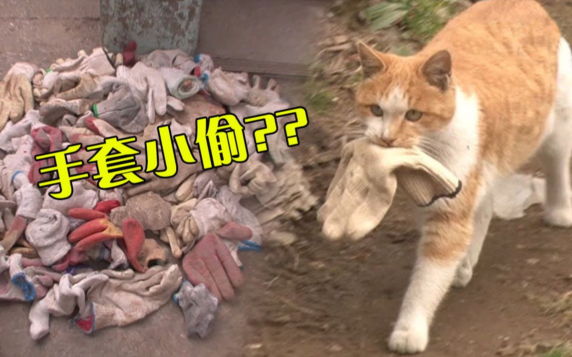 A Mountain of Stolen Gloves?! Stray A-Ju Turns into a Cat-Stealing ...