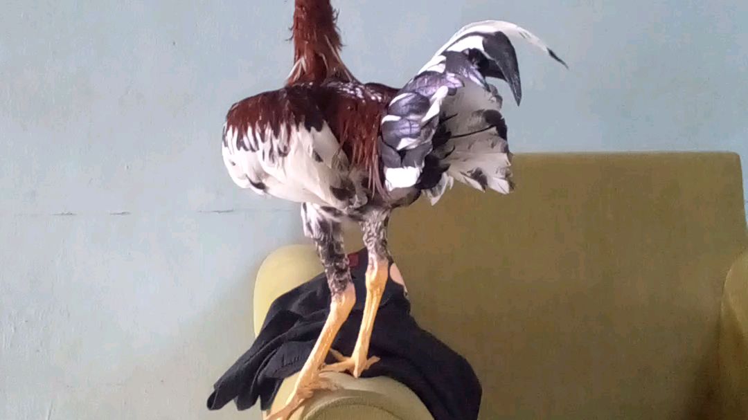 coco my roster - BiliBili