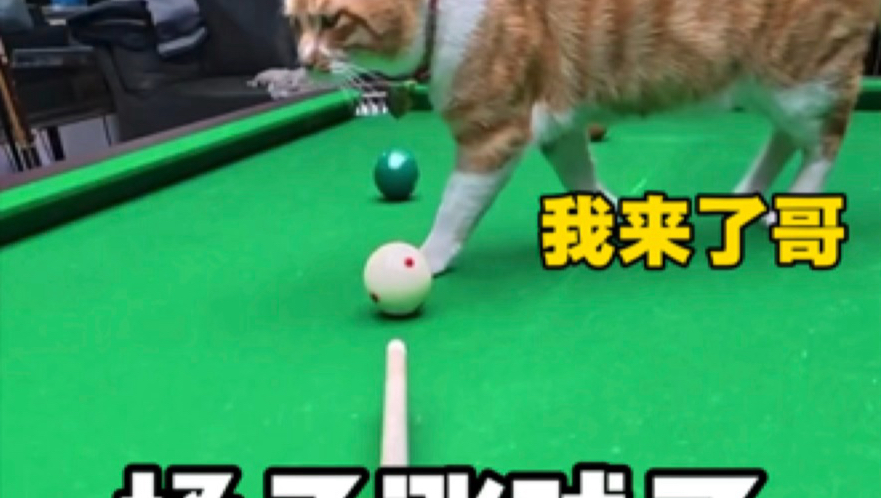 Jeruknya jadi makhluk hidup! - Bstation