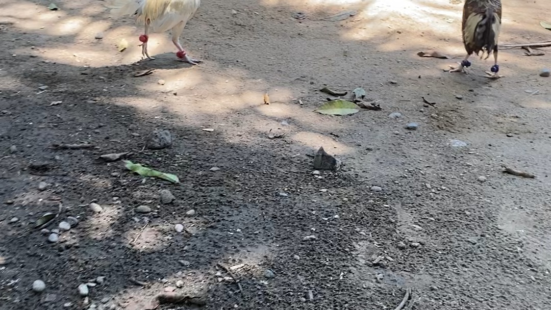 Regular grey vs sinibalang papawis lang muna - BiliBili