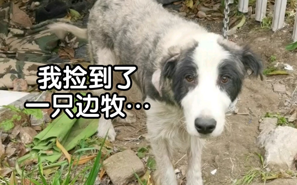 Who knew I’d end up picking up a dog too... - BiliBili