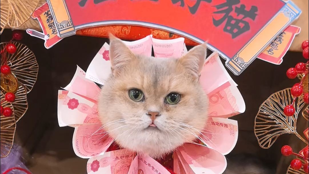 If the person’s not basic, then the cat they’re raising definitely isn ...