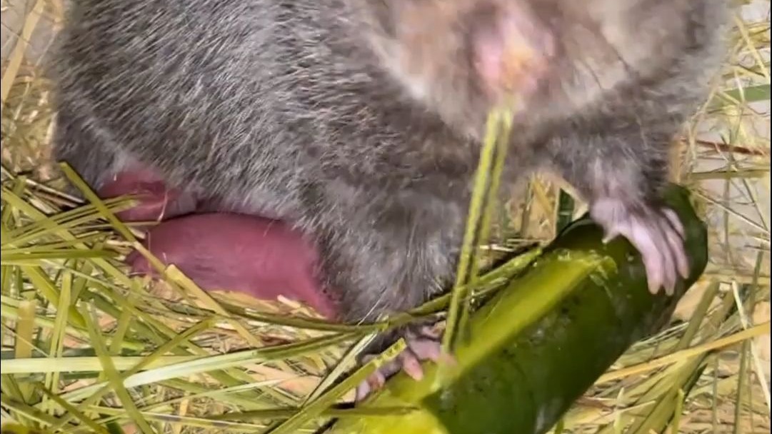 It’s still a classic Beijing bamboo rat—eat it carefully along the ...