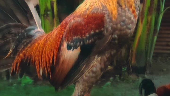 Bulik-Dome - BiliBili