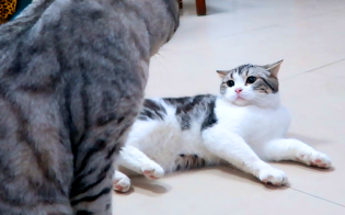 Cat: Wears the most timid expression while doing the toughest thing ...