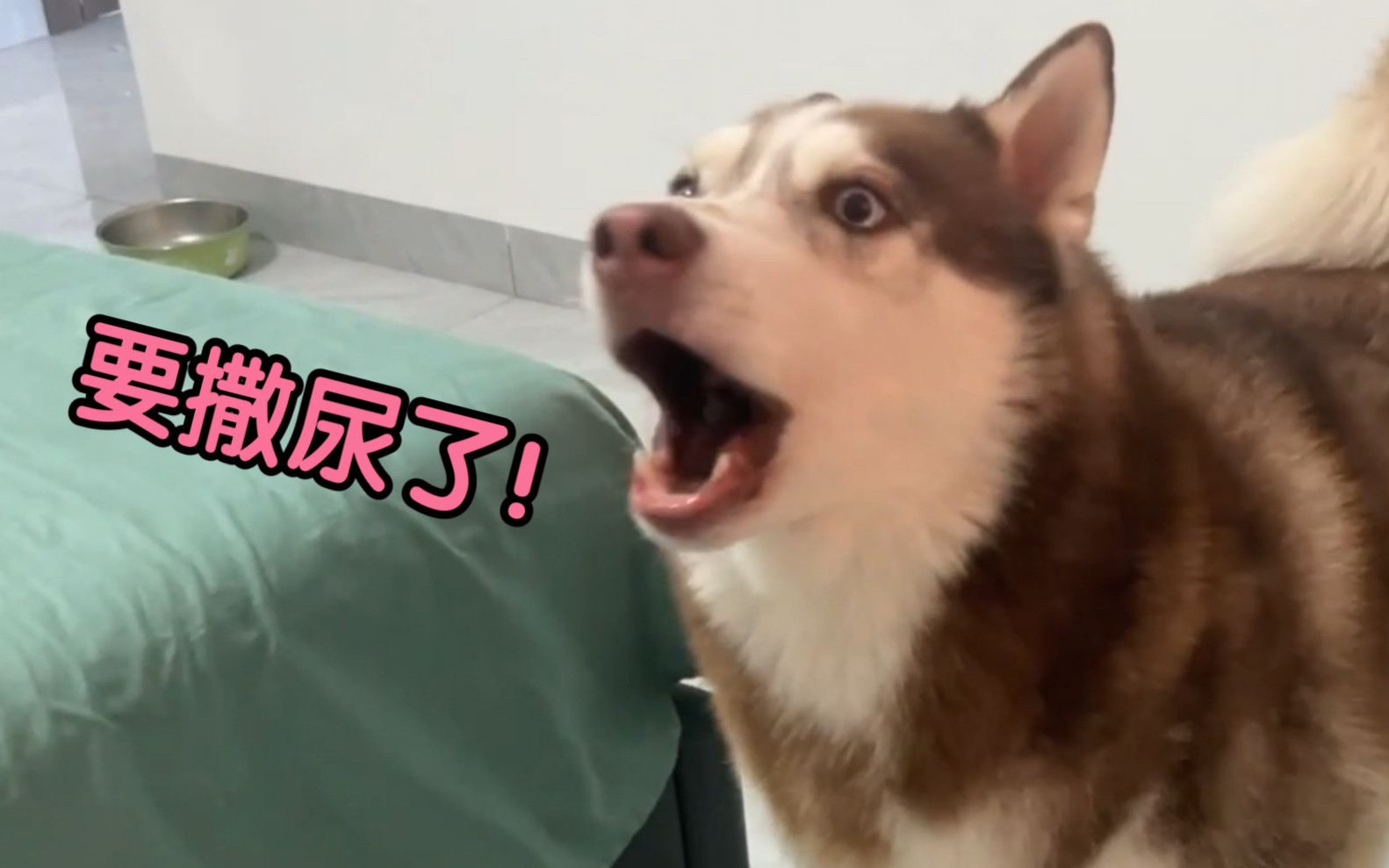 Husky: Open the door right now—I really gotta go! - BiliBili