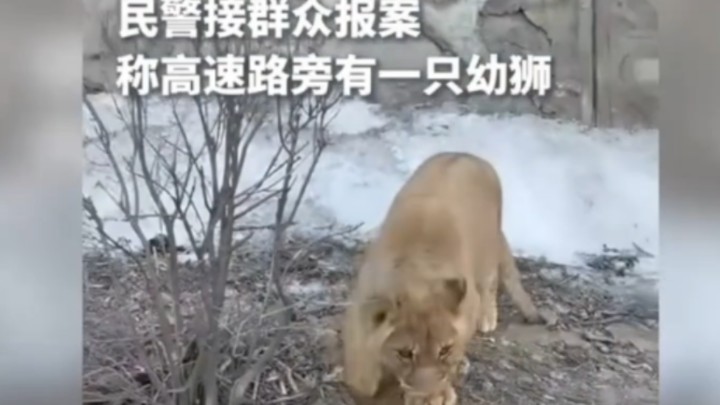 Meet a dog: suck suck suck; meet a cat: meow meow meow; meet a lion ...