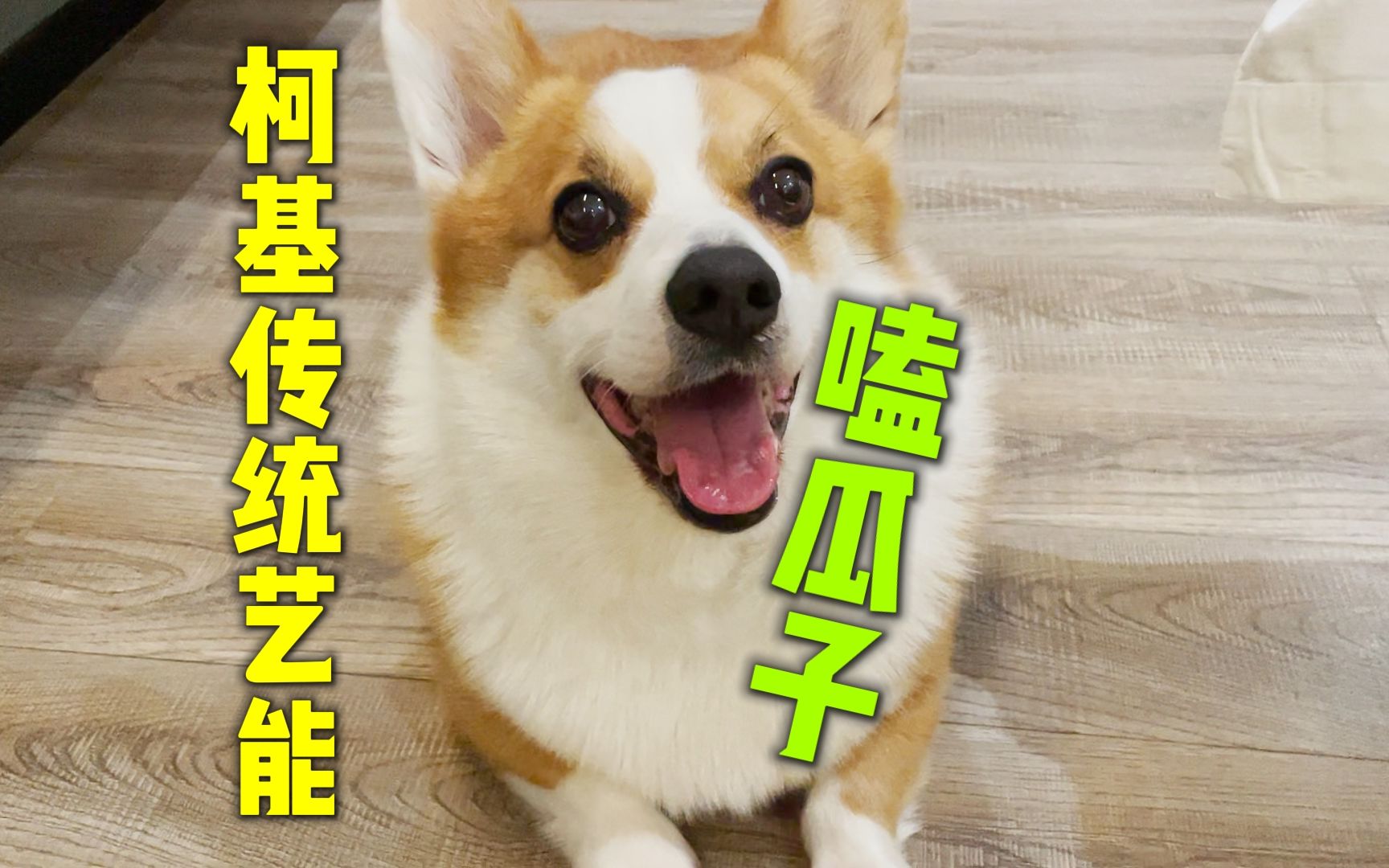 Why is this dog shelling sunflower seeds? - BiliBili