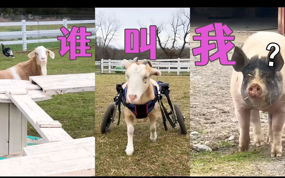 Do You Know You’re a Pig? Farm Experiment: Do Animals Recognize Their ...