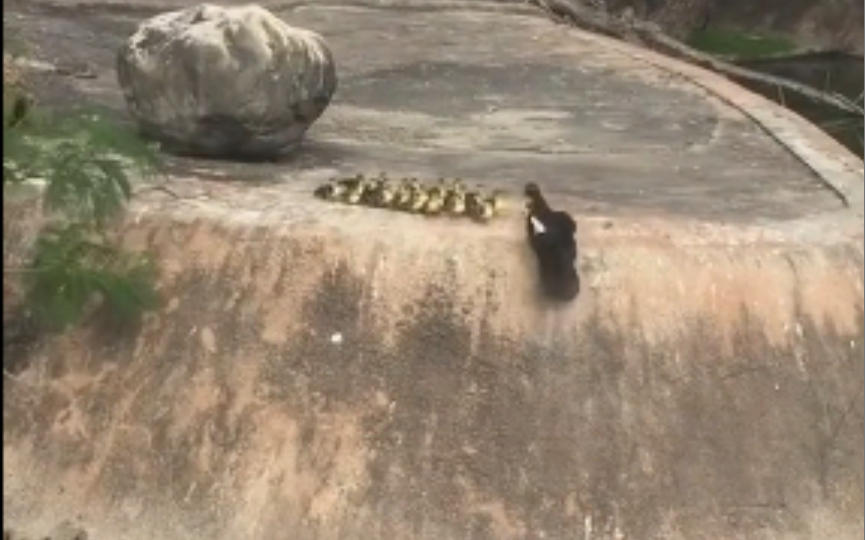 Lucu banget! Pulang kerja langsung ngasih makan bebek. Anak-anak bebek ...