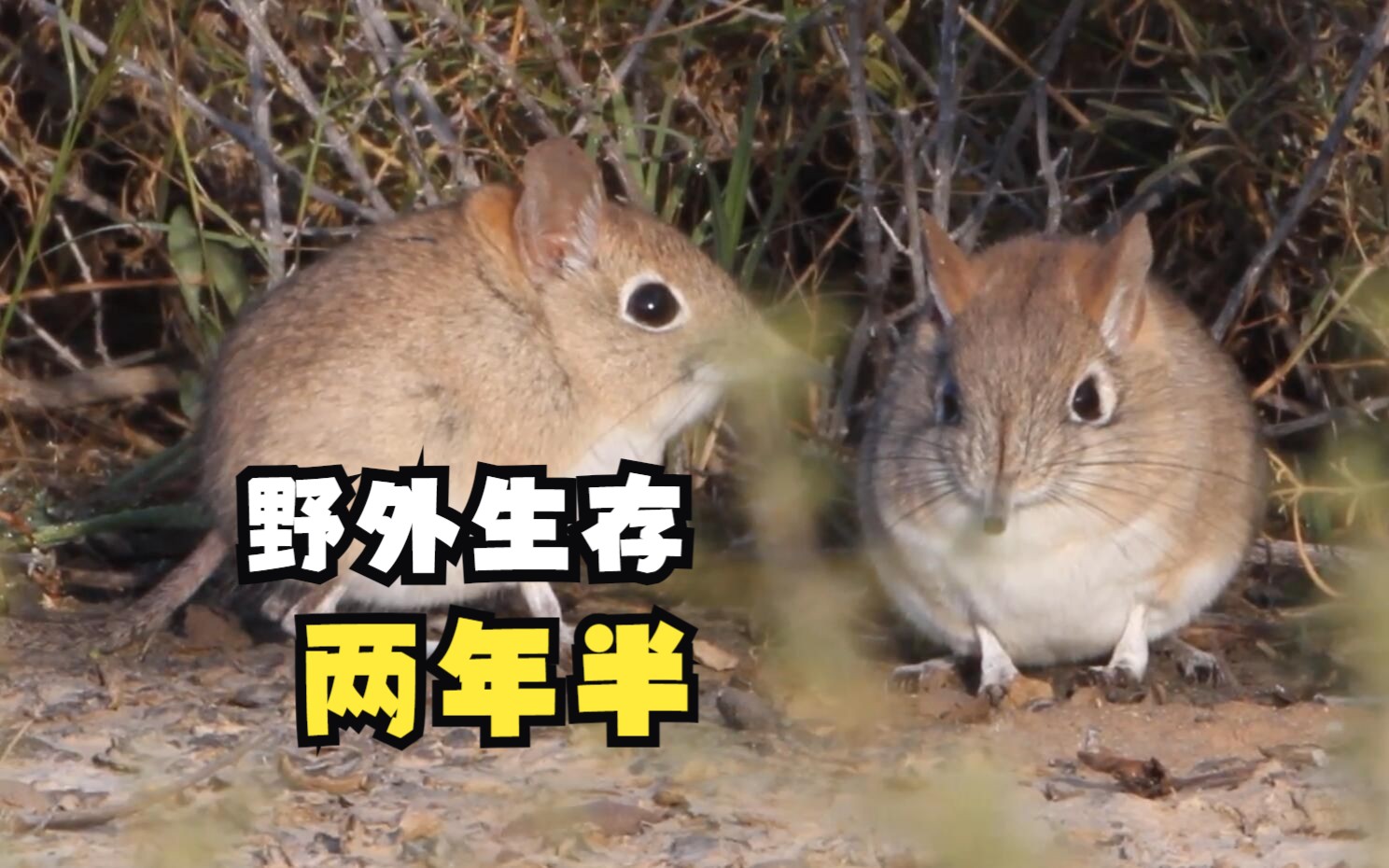 Here Are a Few Fun Facts About Elephant Shrews! - BiliBili