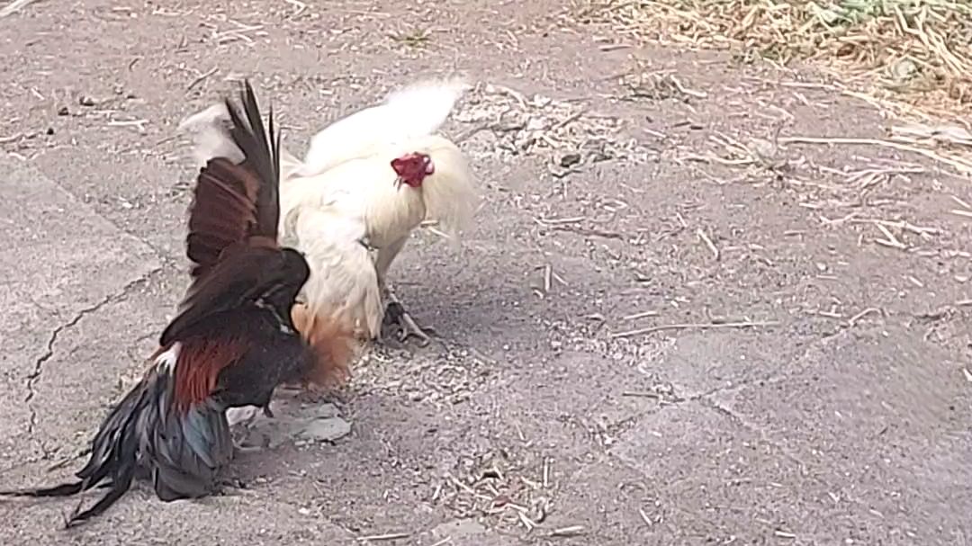 pure white kelso broodcock vs sweater kelso broodstag - BiliBili