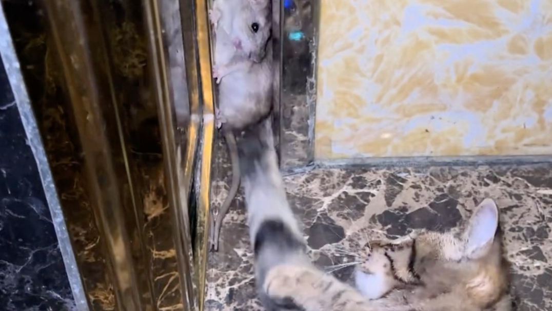 Mouse gets pounced on by the cat and squeaks in terror! - BiliBili